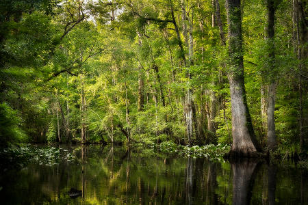 Waterways and Woods::Will Dickey Florida Fine Art Nature and Wildlife ...
